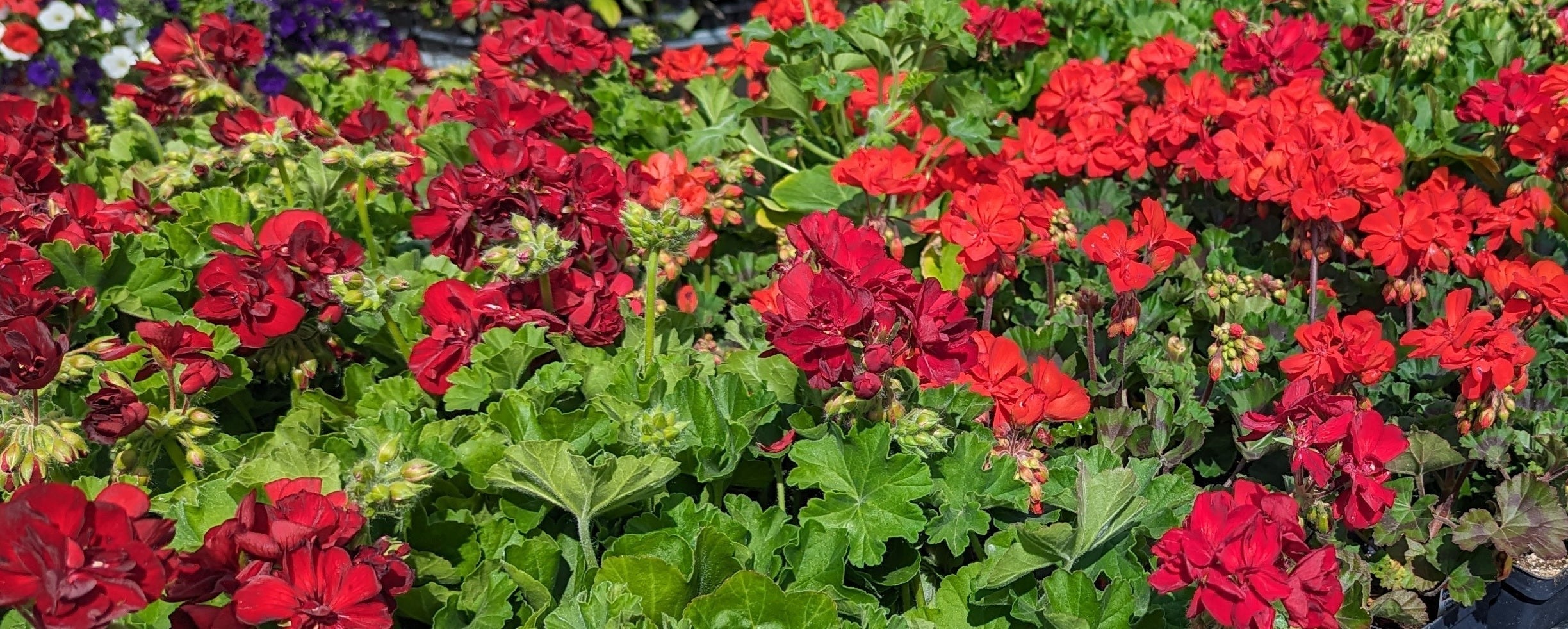 Guide to Minnesota Soil – Untiedt's Vegetable Farm