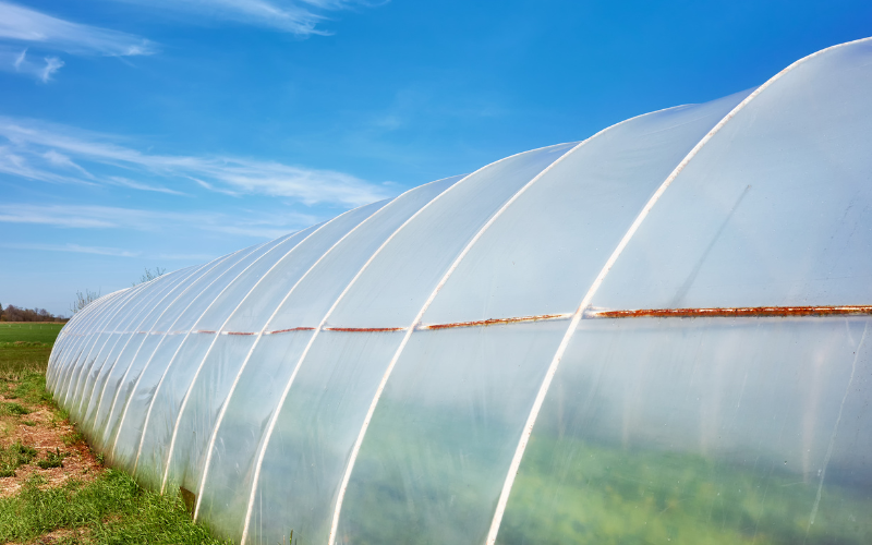 High Tunnel Farming – Untiedt's Vegetable Farm