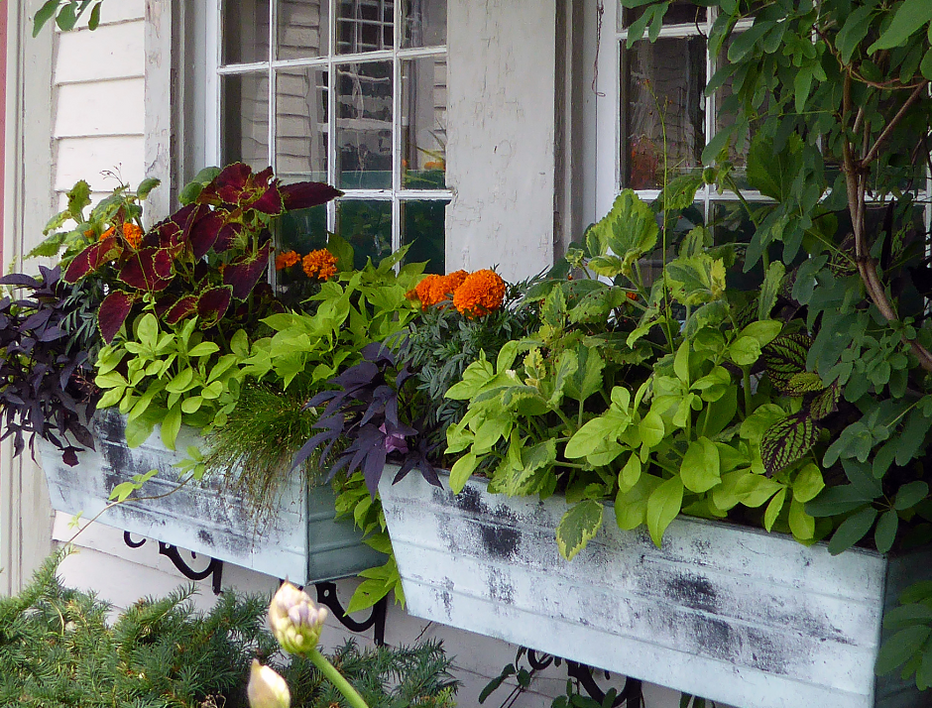 Designing Shade-Loving Window Boxes in Minnesota – Untiedt's Vegetable Farm
