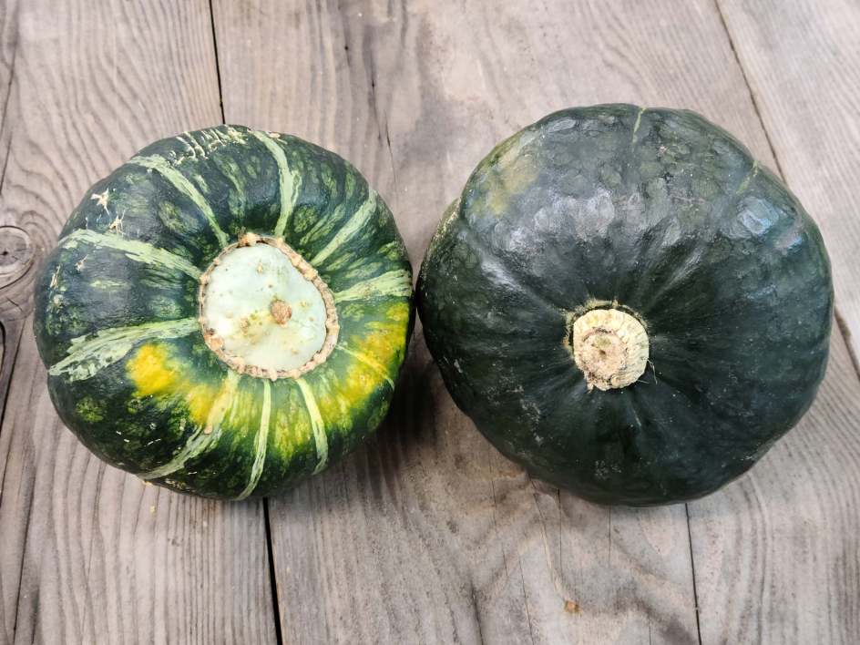 Buttercup Squash - Bushel – Untiedt's Vegetable Farm
