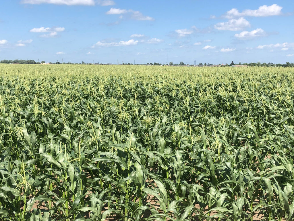 Growing Practices – Untiedt's Vegetable Farm