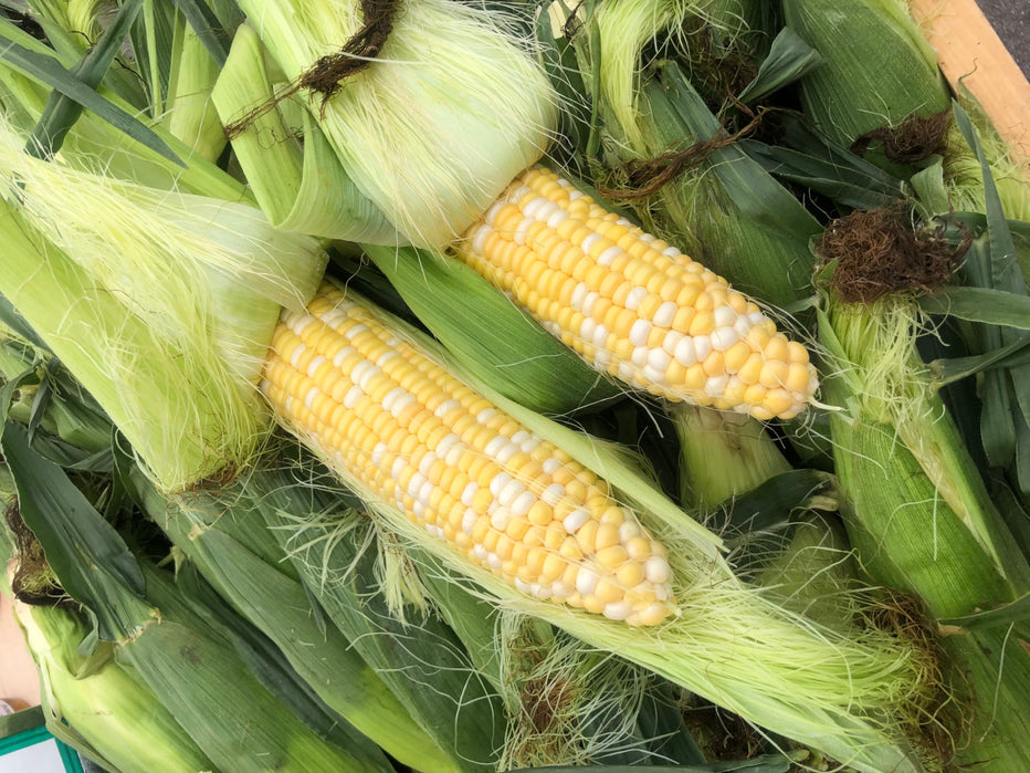 Sweet Corn - 4 dozen bag – Untiedt's Vegetable Farm